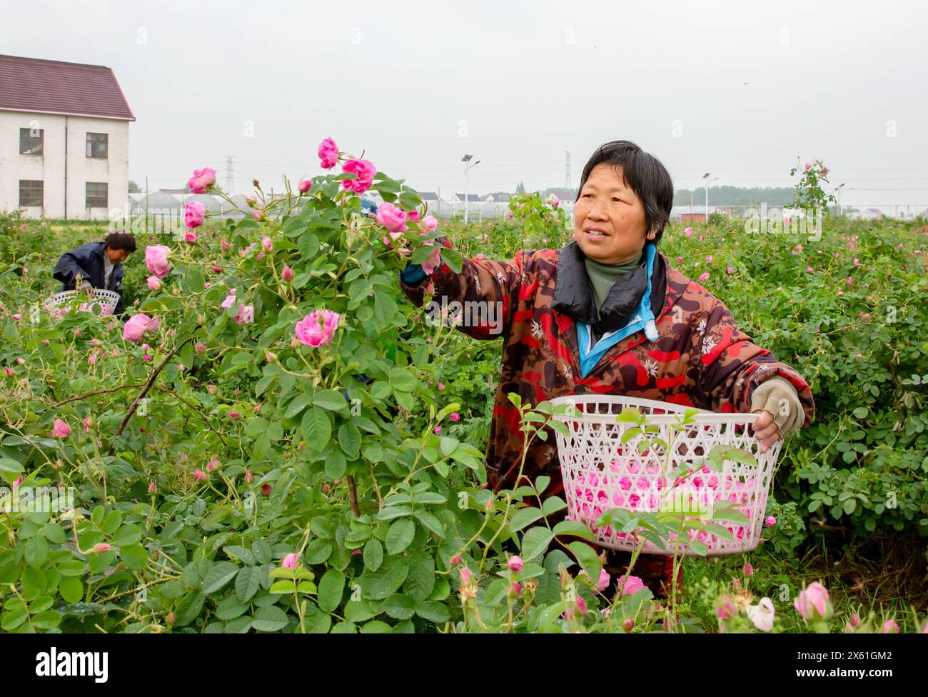NANTONG, CHINA - MAY 12, 2024 - Flower farmers are picking roses at the ...