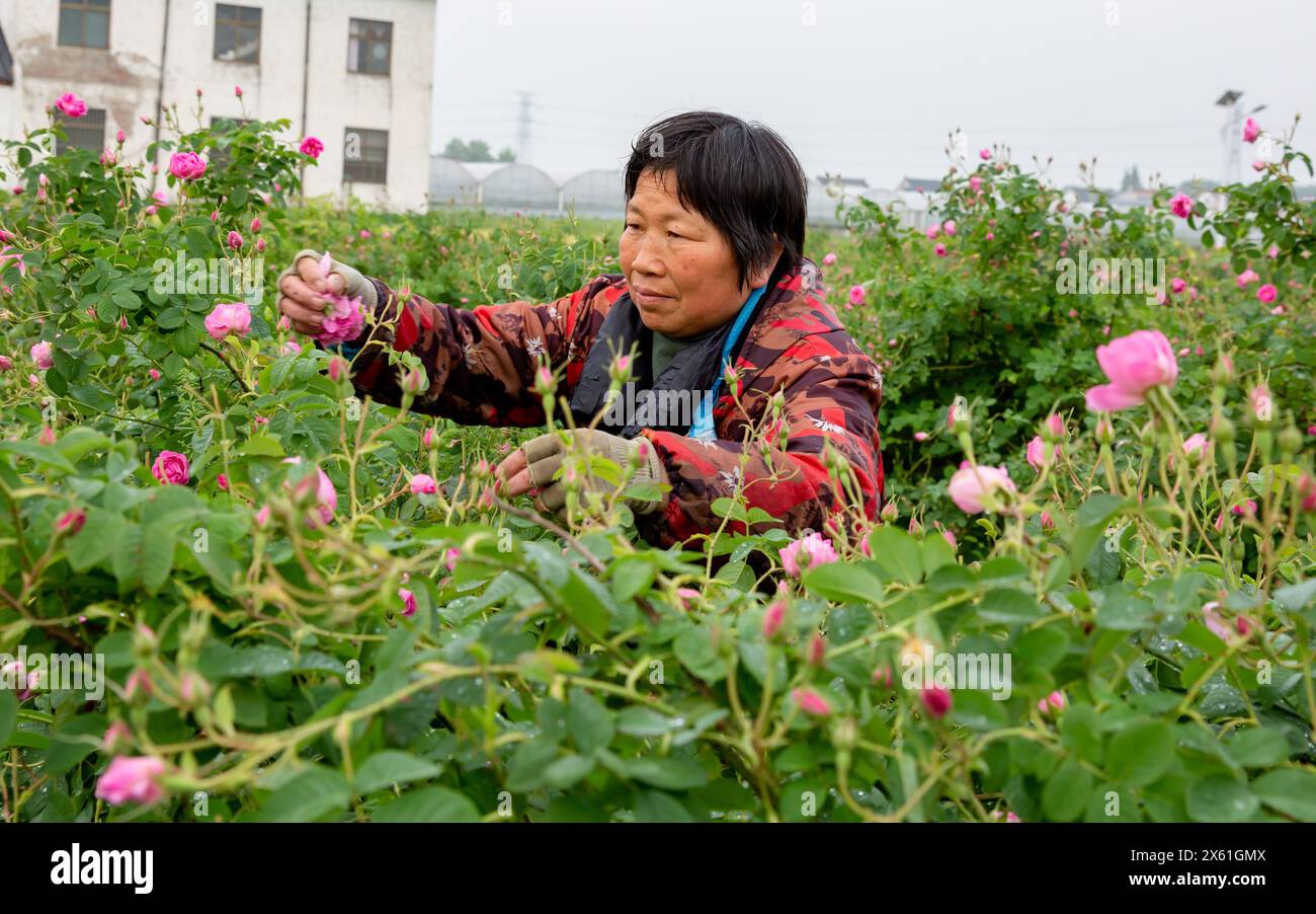 NANTONG, CHINA - MAY 12, 2024 - Flower farmers are picking roses at the rose planting base of ...