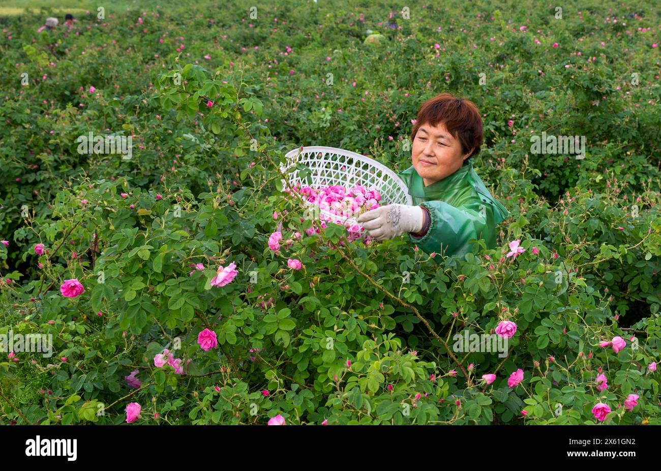 NANTONG, CHINA - MAY 12, 2024 - Flower farmers are picking roses at the ...