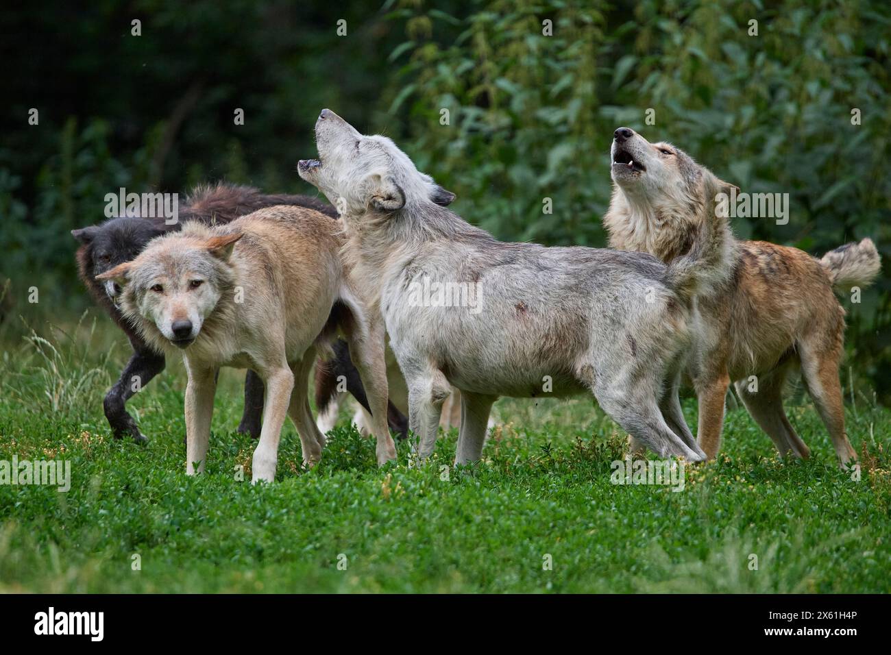 Wolf, Canis lupus, howling group of wolves Stock Photo - Alamy