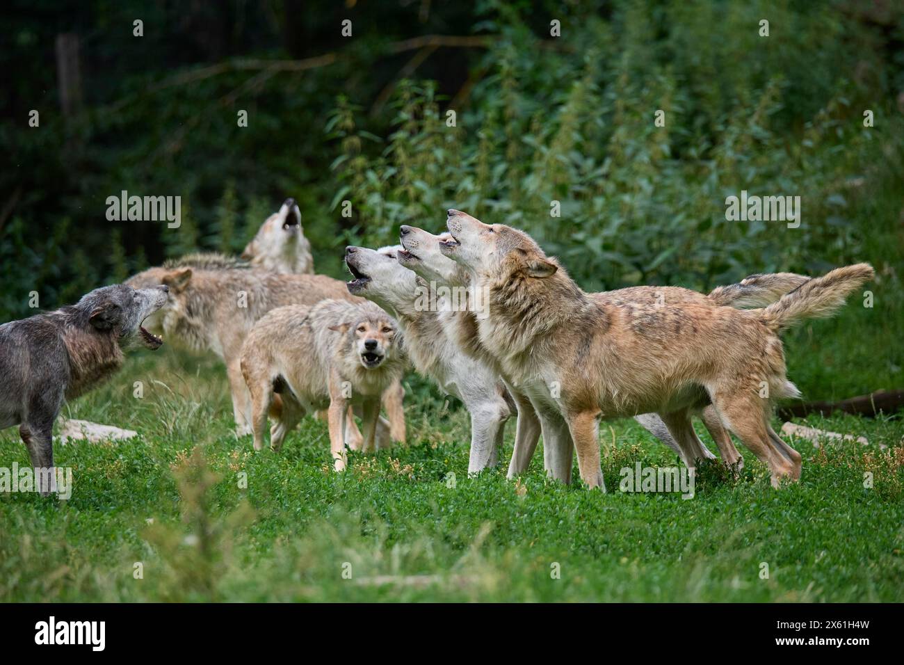 Wolf, Canis lupus, howling group of wolves Stock Photo - Alamy