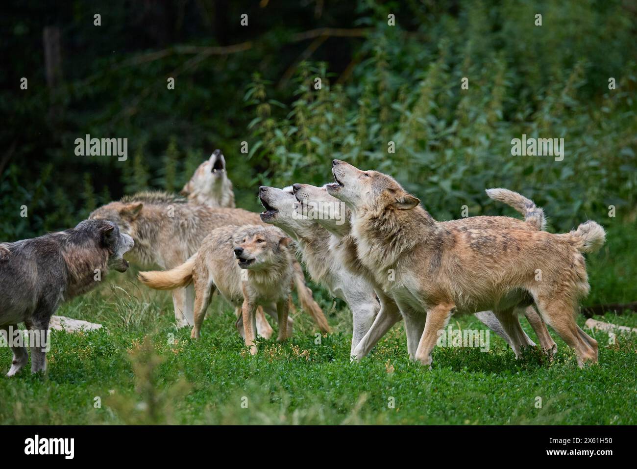 Wolf, Canis lupus, howling group of wolves Stock Photo - Alamy