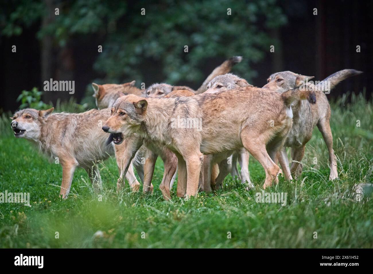 Wolf, Canis lupus, howling group of wolves Stock Photo - Alamy