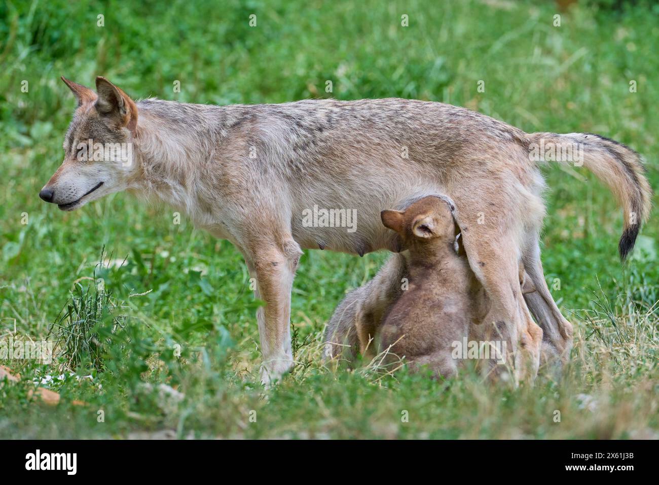 Wolf cubs hi-res stock photography and images - Alamy