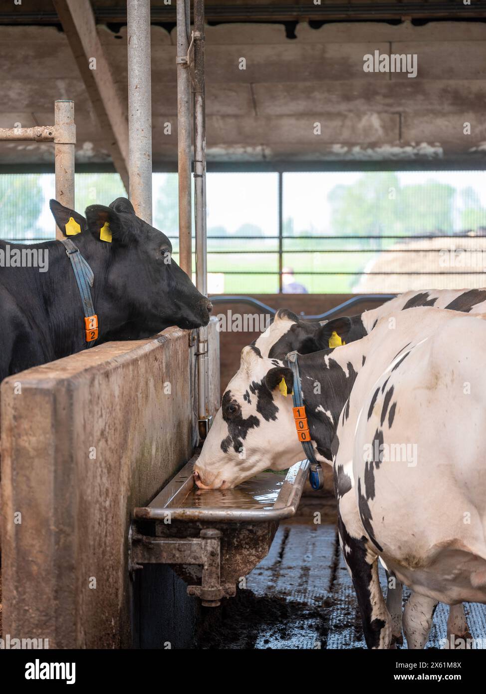 large barn with drinking spotted black and white cows on dutch farm in ...