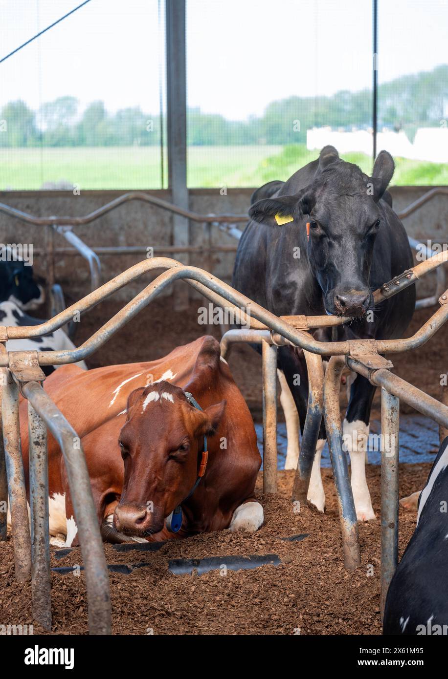 large barn with spotted black and white cows plus one brown cow on ...