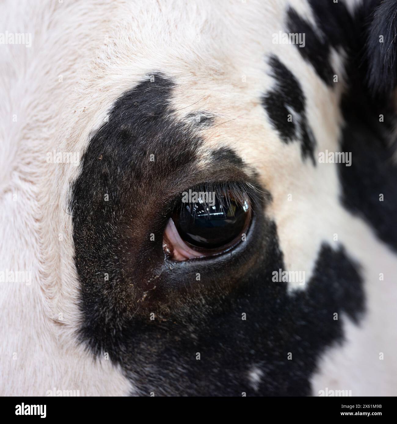 closeup of cow's eye of black and white spotted cow with dark eyelashes ...