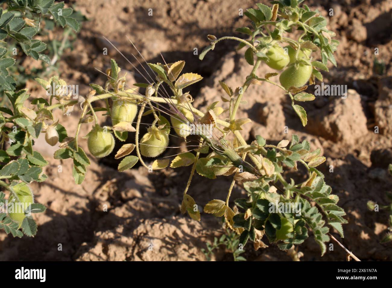 Chickpeas pod with green young plants in the farm field, Closeup Stock ...