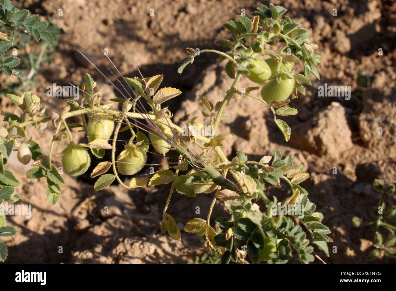 Chickpeas pod with green young plants in the farm field, Closeup Stock ...