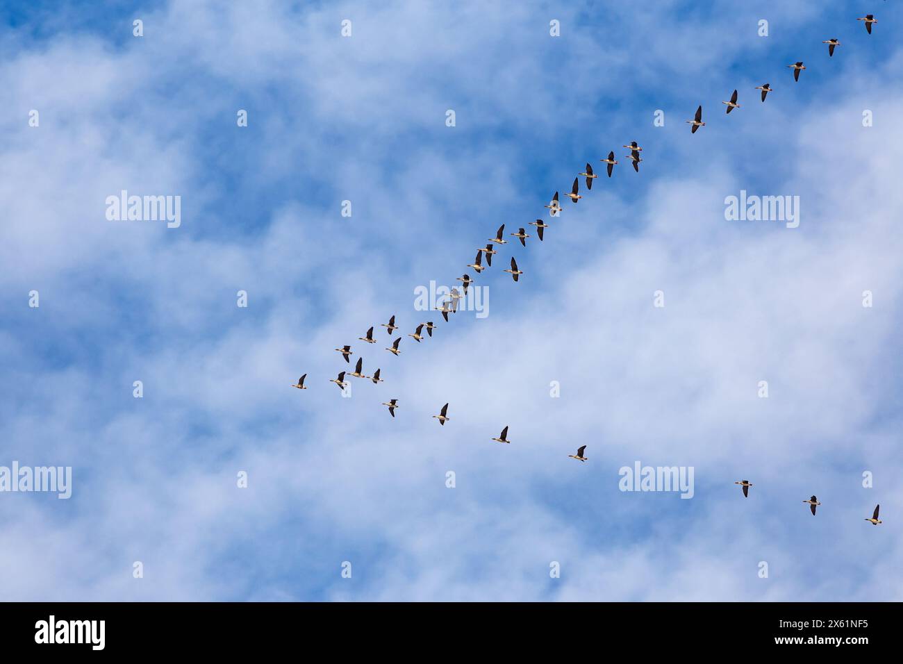 A flock of ducks, lined up at an angle, flies against a background of ...