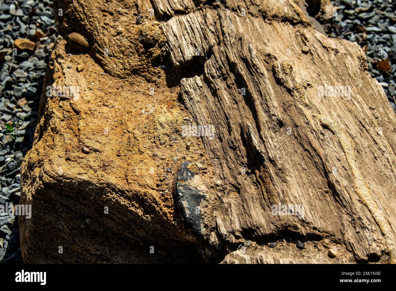 A chunk of dried and fossilised wood, suitable as a background image ...