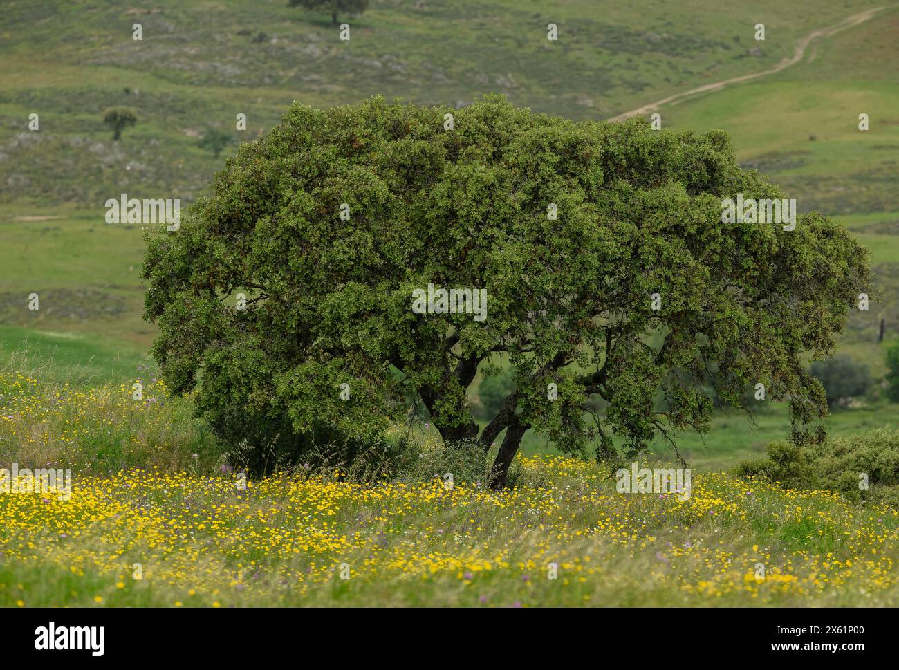 Holm oak, Quercus rotundifolia, in montado near Castro Verde, Alentejo ...