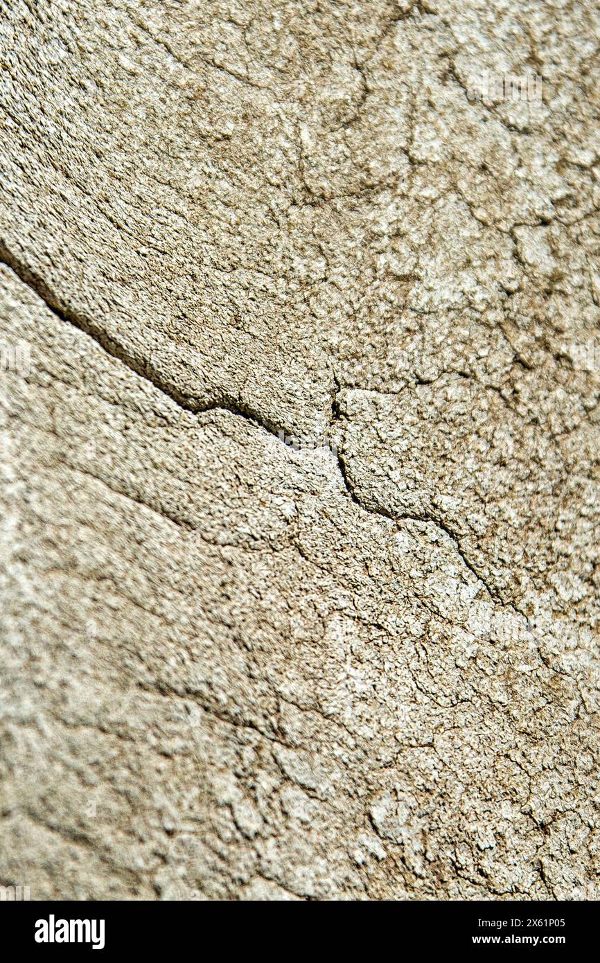 Bone texture hi-res stock photography and images - Alamy