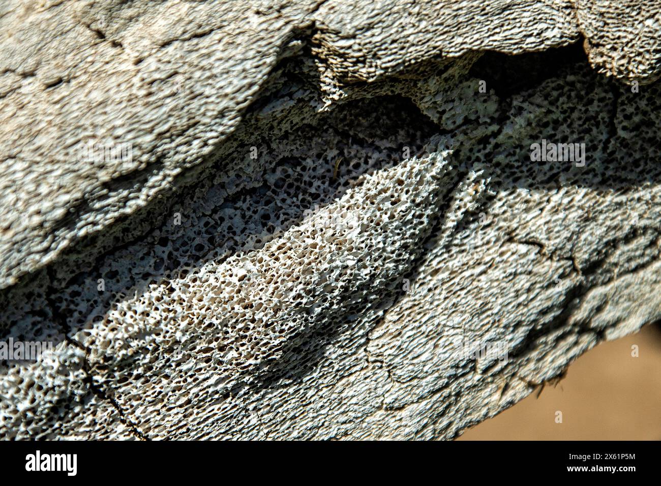 A weathered whale bone showing the sponge-like or honeycomb structure ...