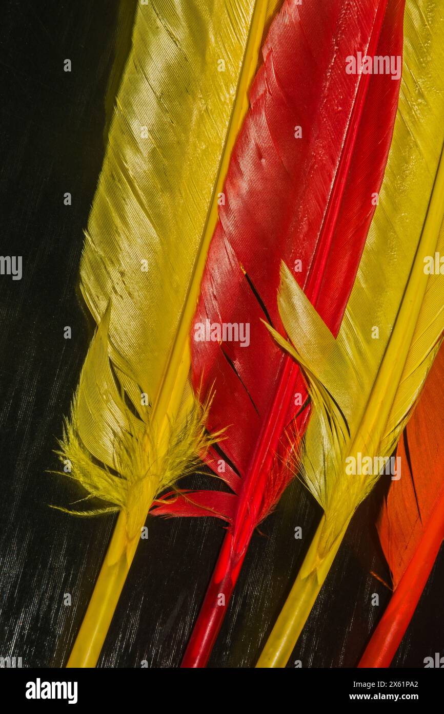 Soft yellow feathers hi-res stock photography and images - Alamy