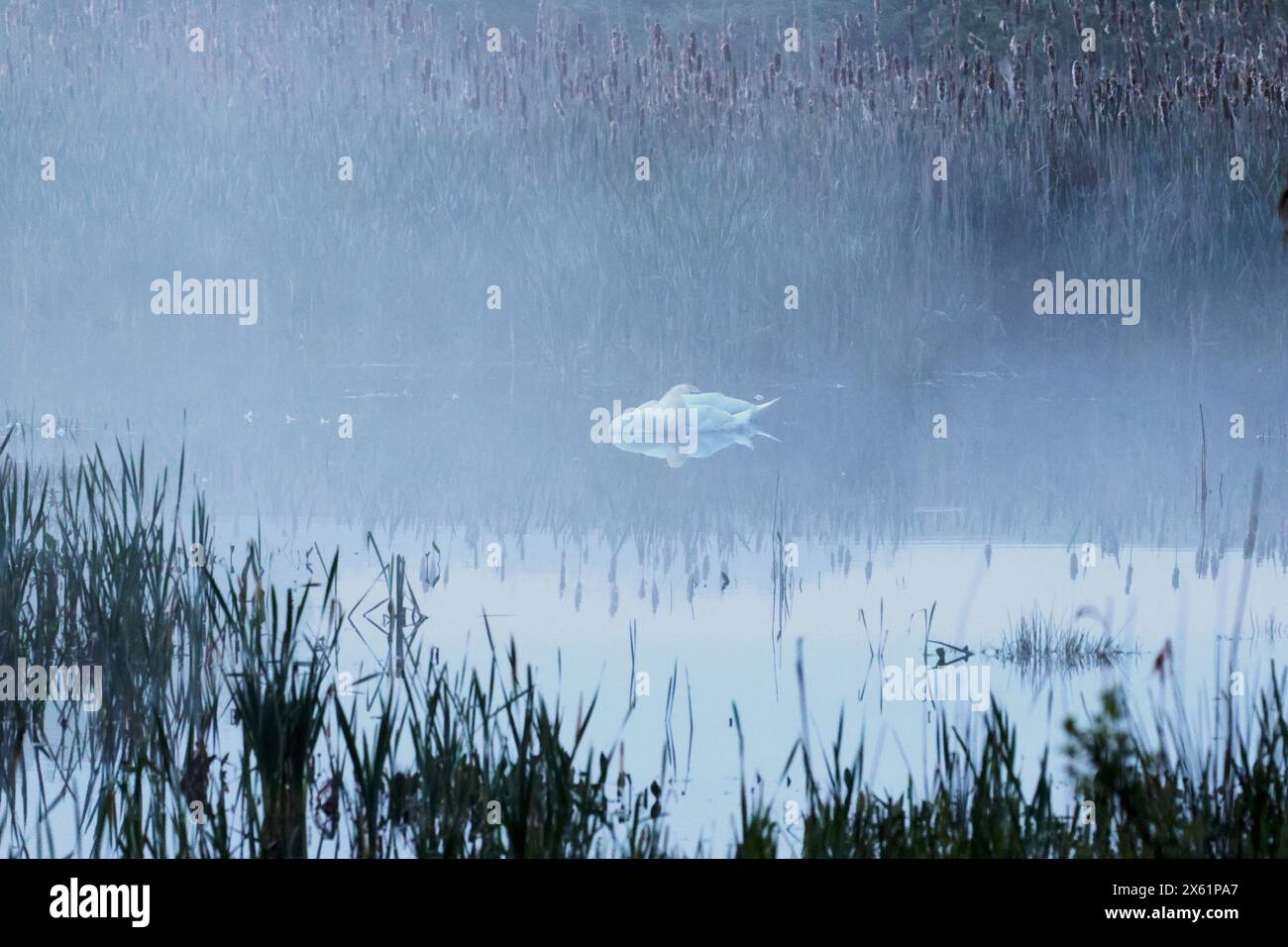 Wildlife at Tophill Low Nature Reserve Stock Photo - Alamy