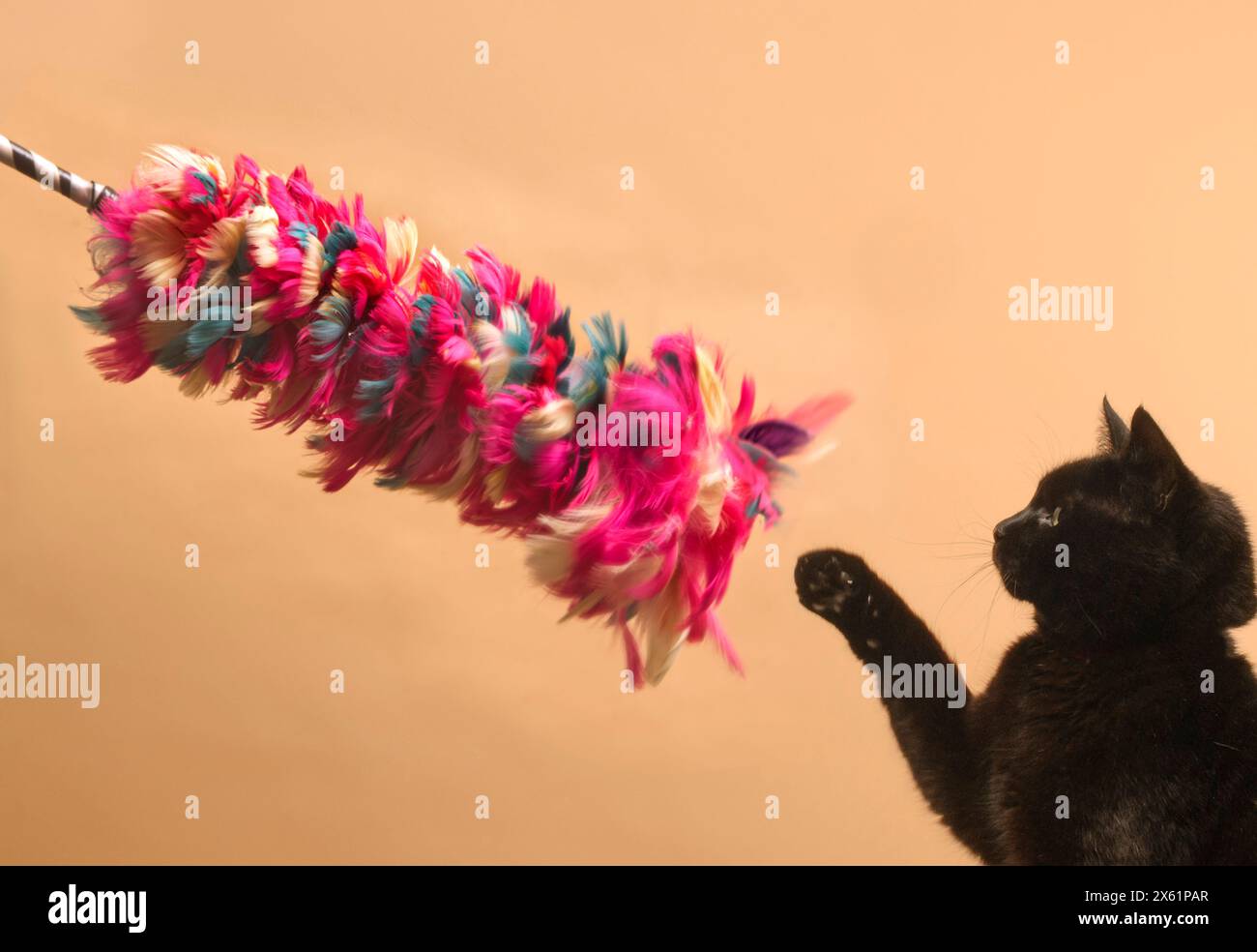 Black cat playing the colourful feather duster Stock Photo - Alamy