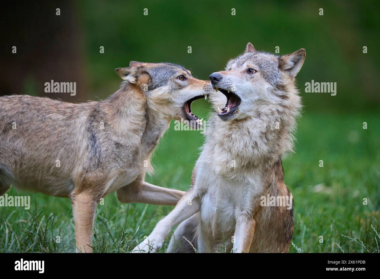 Two fighting wolves hi-res stock photography and images - Alamy