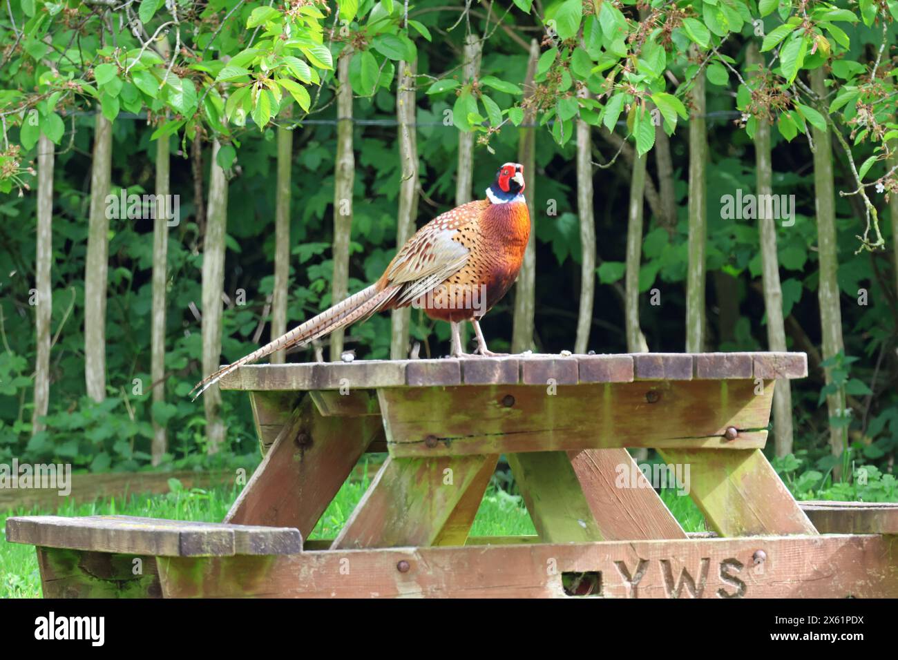 Wildlife at Tophill Low Nature Reserve Stock Photo - Alamy