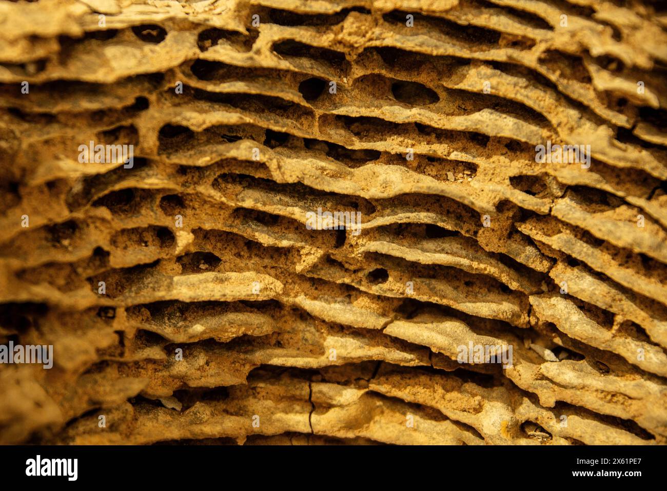 Trace fossil hi-res stock photography and images - Alamy