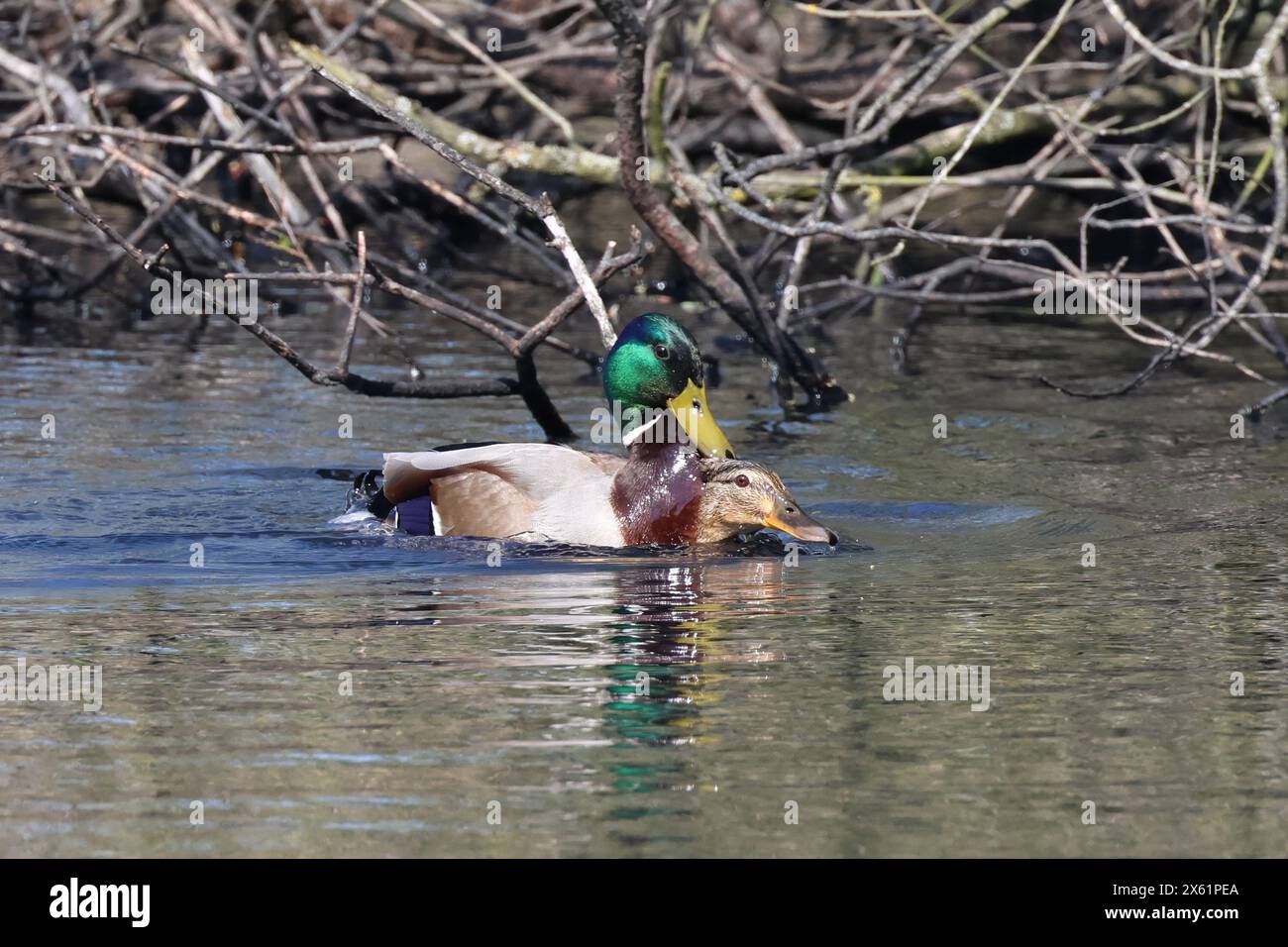 Wildlife at Tophill Low Nature Reserve Stock Photo - Alamy