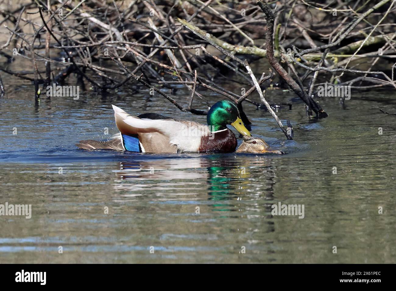 Wildlife at Tophill Low Nature Reserve Stock Photo - Alamy