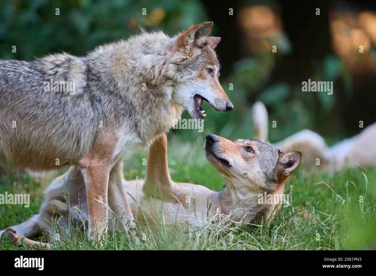 Wolf, Canis lupus, two wolves fighting Stock Photo - Alamy