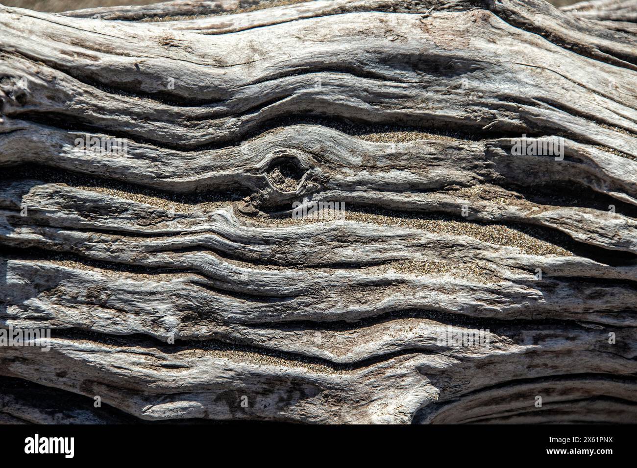 A knot in a well weathered piece of driftwood Stock Photo - Alamy