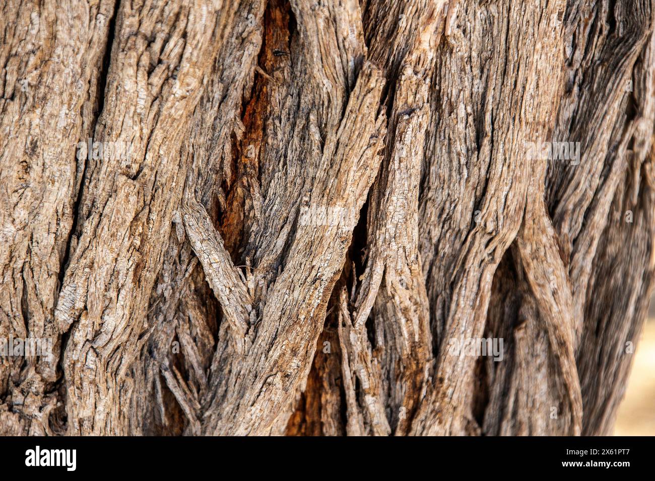 The rough and dried texture of bark, suitable for a background image ...