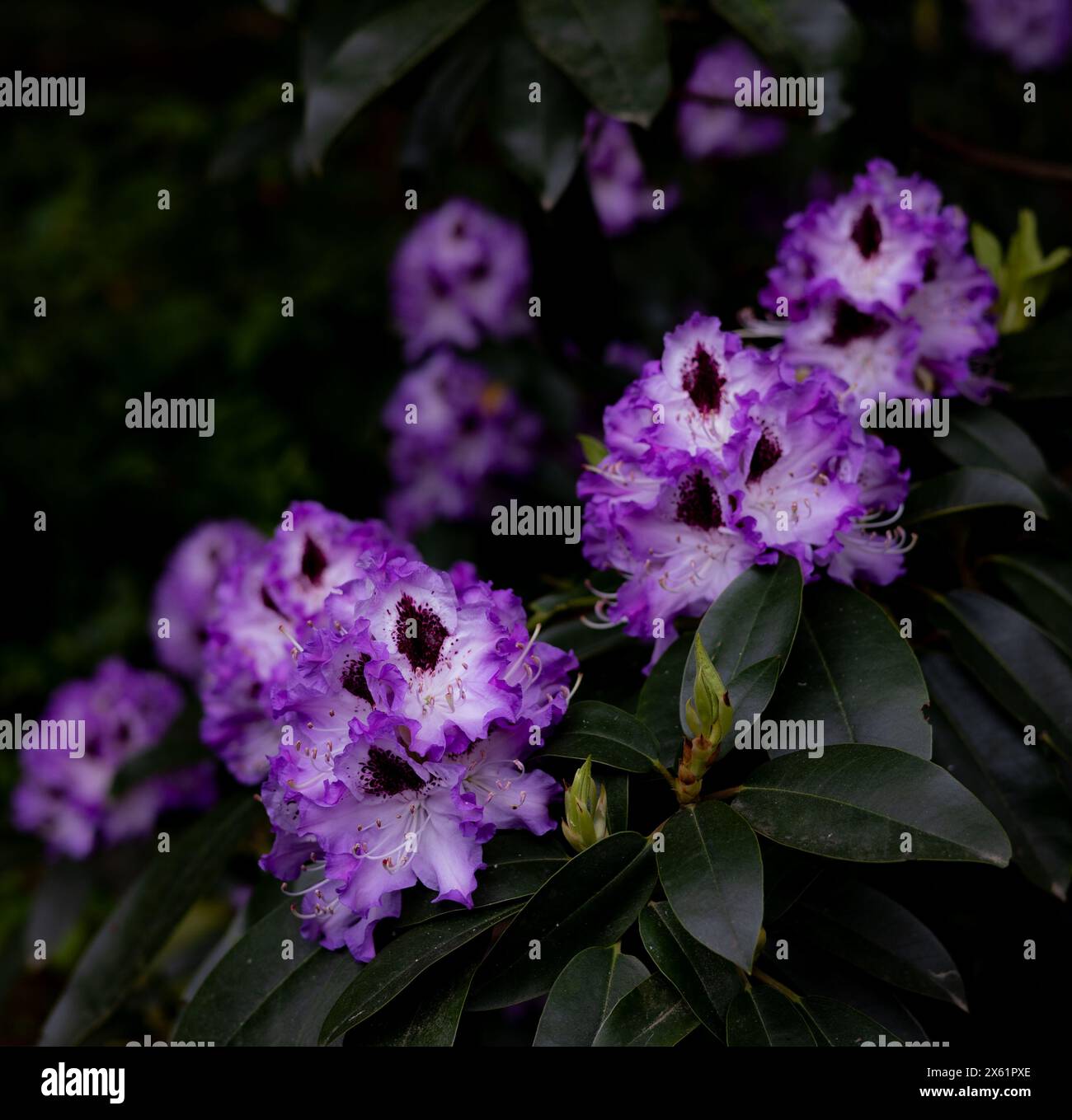 Colorful flowers and high bushes in an arboretum or forest. Millions of ...