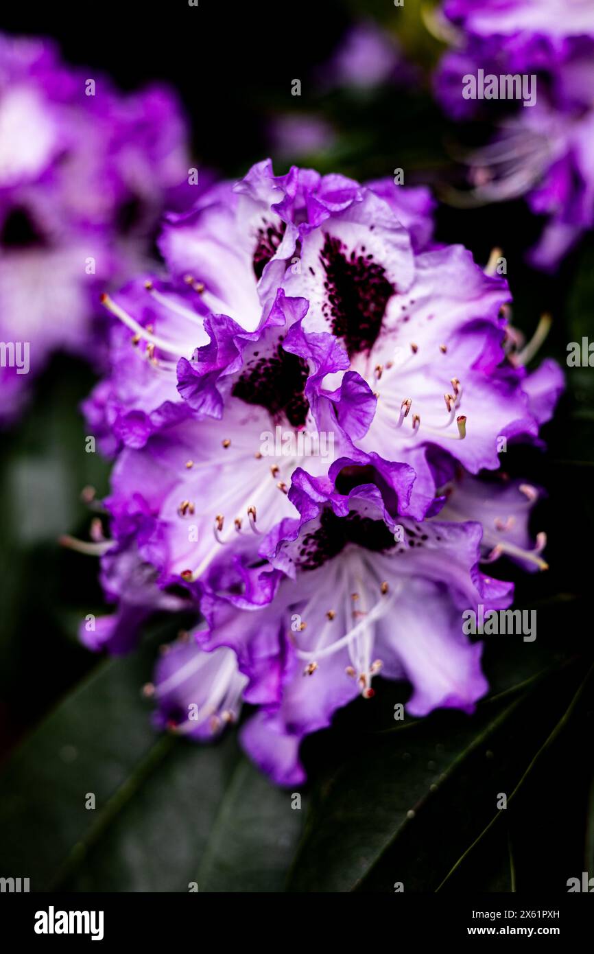 Lila flower hi-res stock photography and images - Alamy