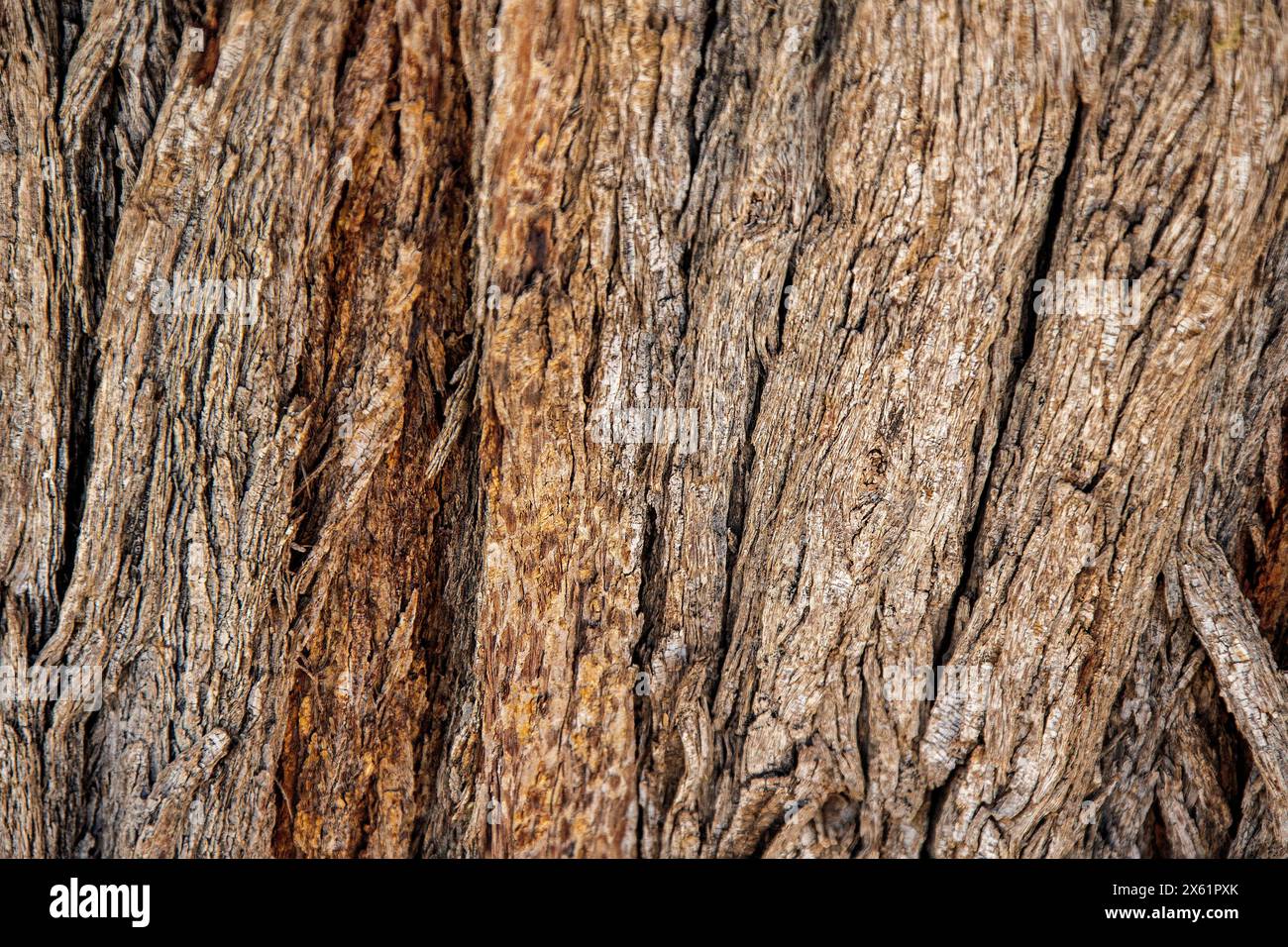 The rough and dried texture of bark, suitable for a background image ...