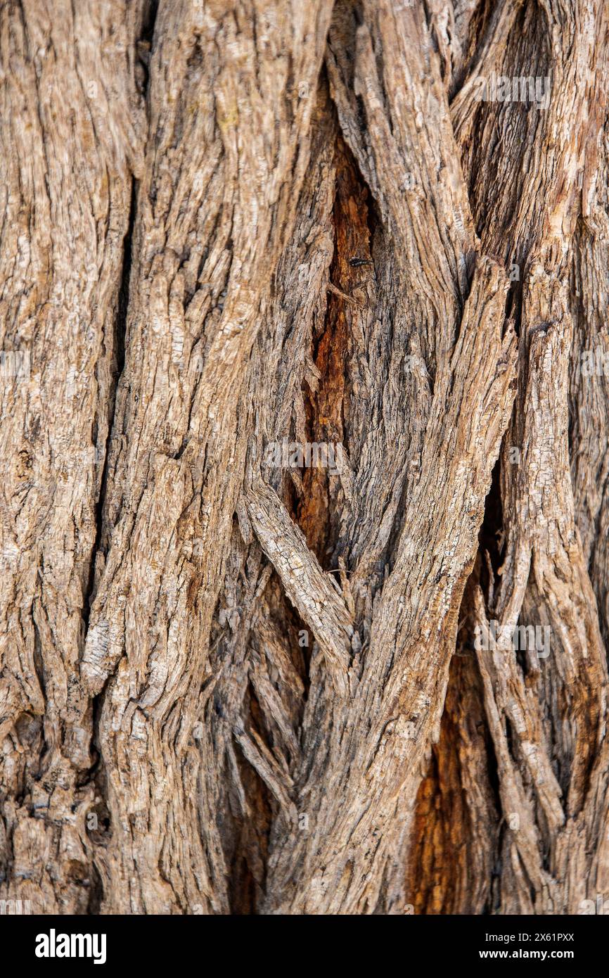 The rough and dried texture of bark, suitable for a background image ...
