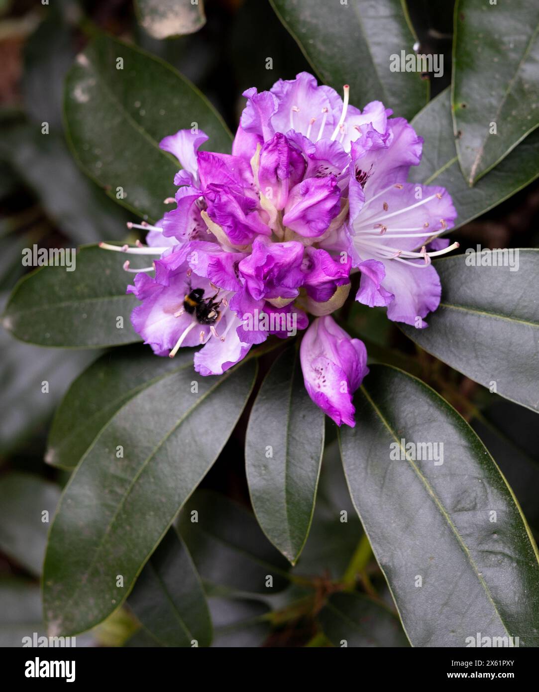 Lila flower hi-res stock photography and images - Alamy