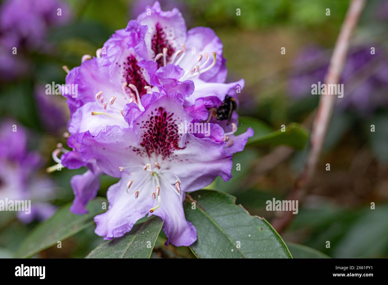 Lila flower hi-res stock photography and images - Alamy