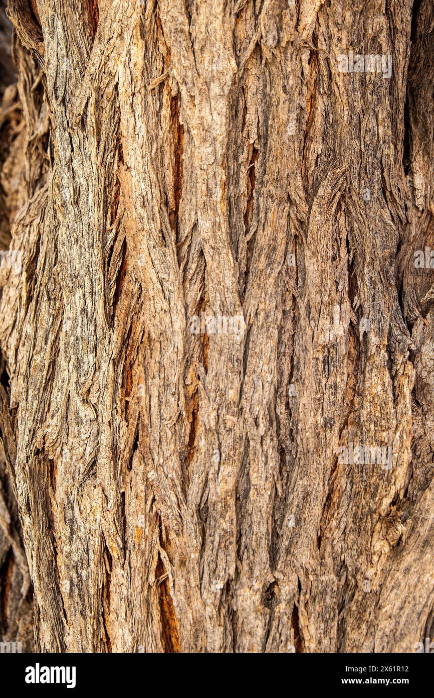 The rough and dried texture of bark, suitable for a background image ...