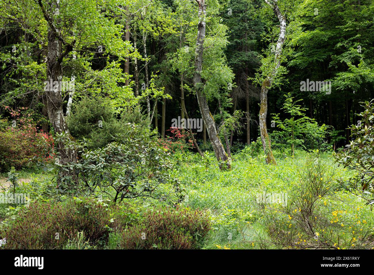 Pine and other trees in a forest. Trees are green and leafy. The ...