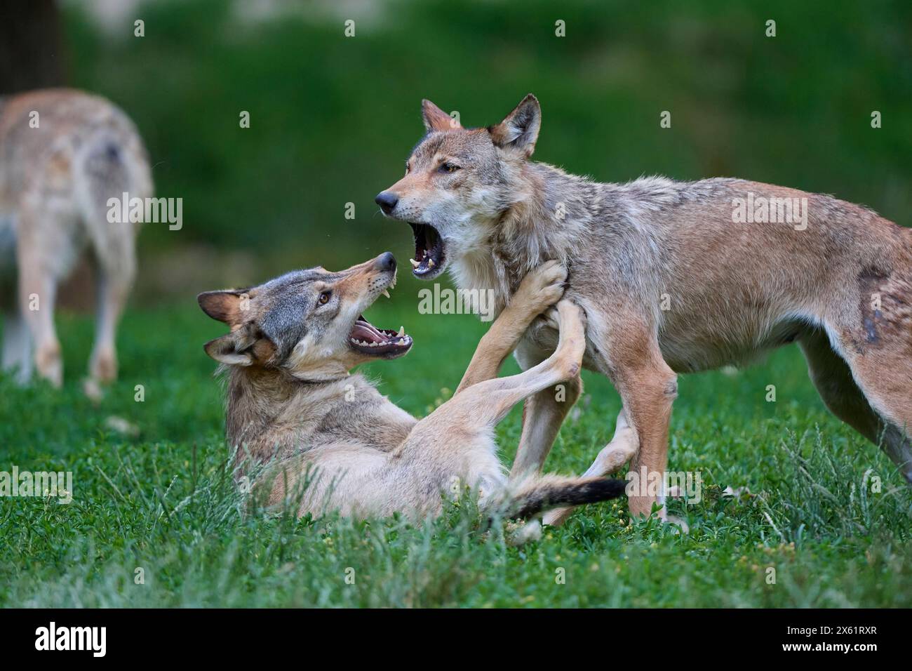 Two wolves fighting hi-res stock photography and images - Alamy