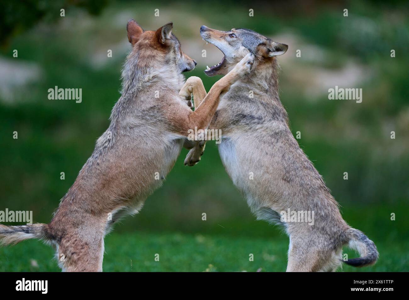 Two fighting wolves hi-res stock photography and images - Alamy