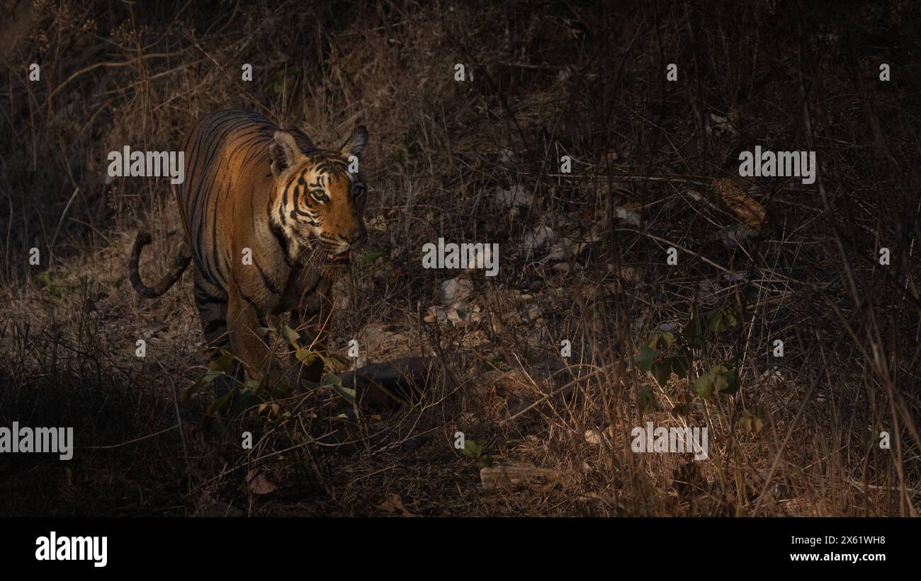 Tigress Aishwarya on the prowl in the Bandipur Forest in Karnataka ...