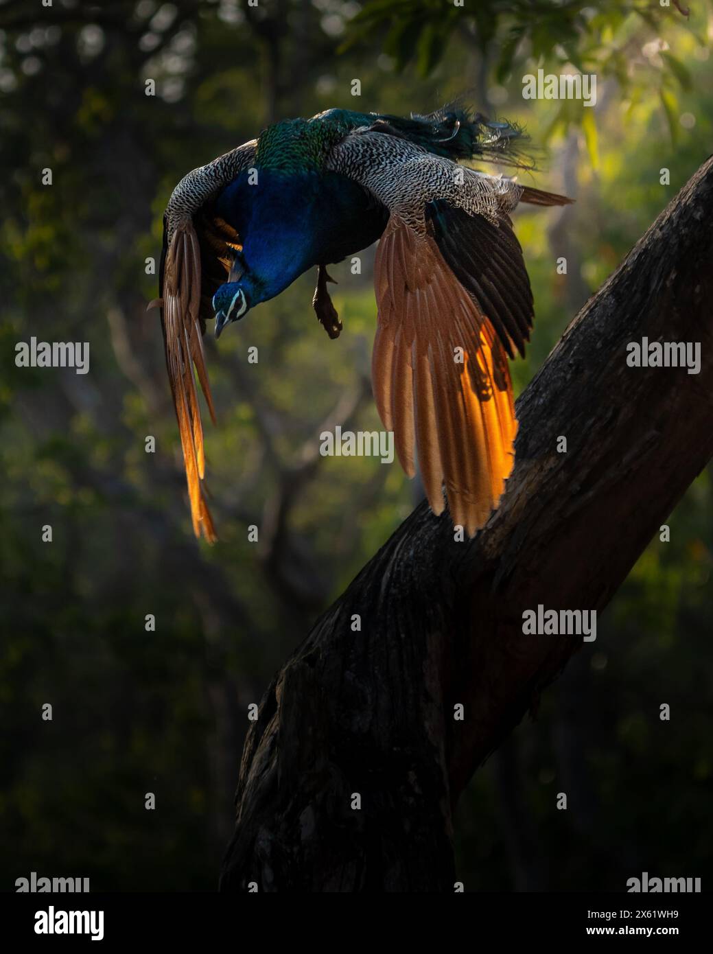 An Indian peafowl (peacock) leaps from a tree, captured in flight Stock ...