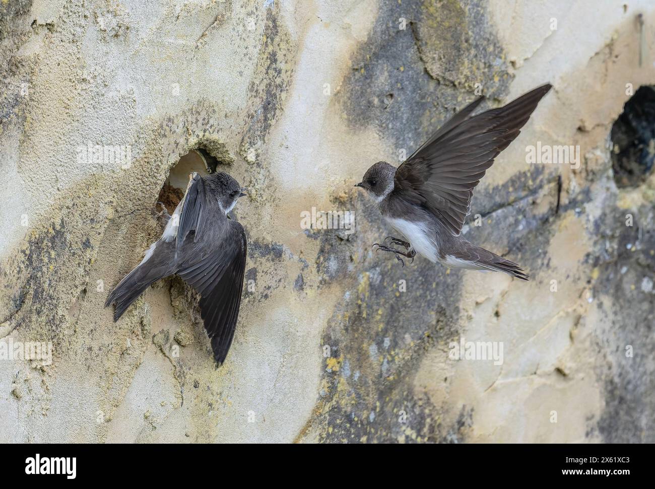 Sand martins, Riparia riparia, nesting colony in artificial wall at ...