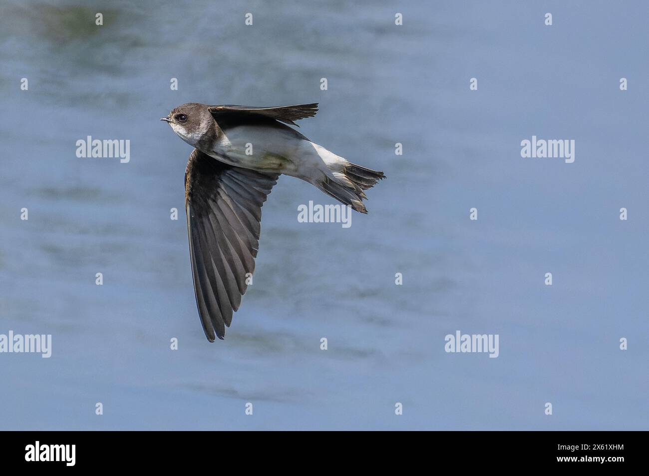 Sand martin, Riparia riparia, in flight in breeding season, near ...