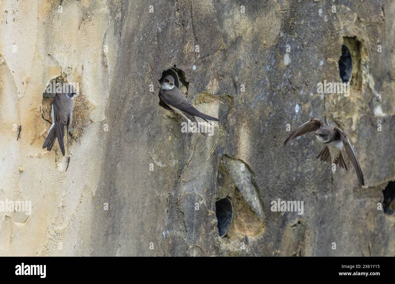 Sand martins, Riparia riparia, nesting colony in artificial wall at ...