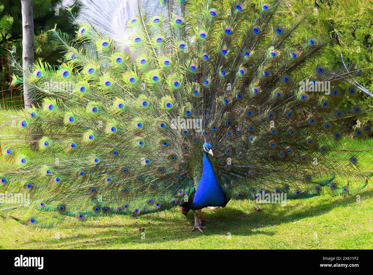 A bright blue beautiful peacock with long tail and feathers dances ...