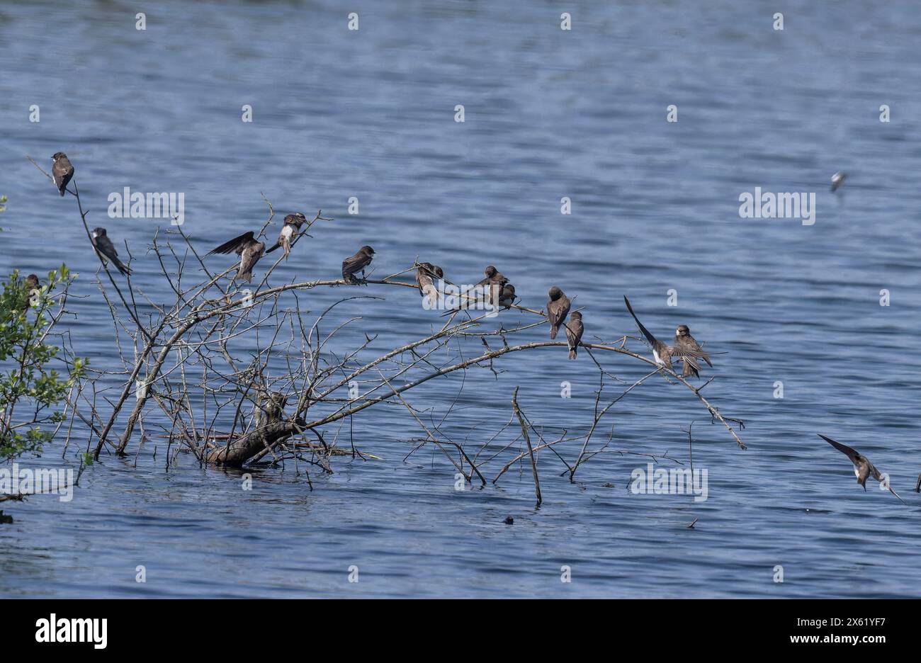 Group of Sand martins, Riparia riparia, perched near nesting sites in ...