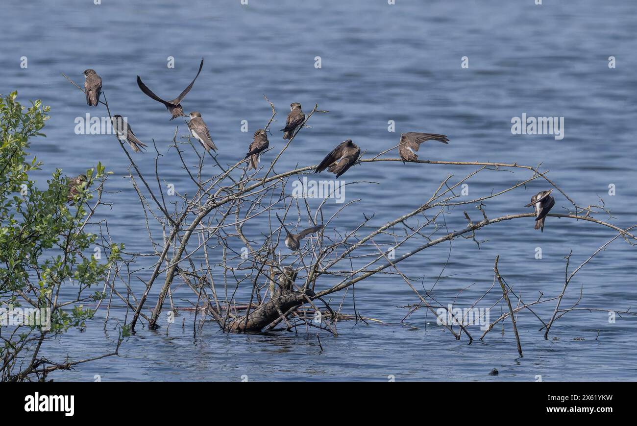 Group of Sand martins, Riparia riparia, perched near nesting sites in ...