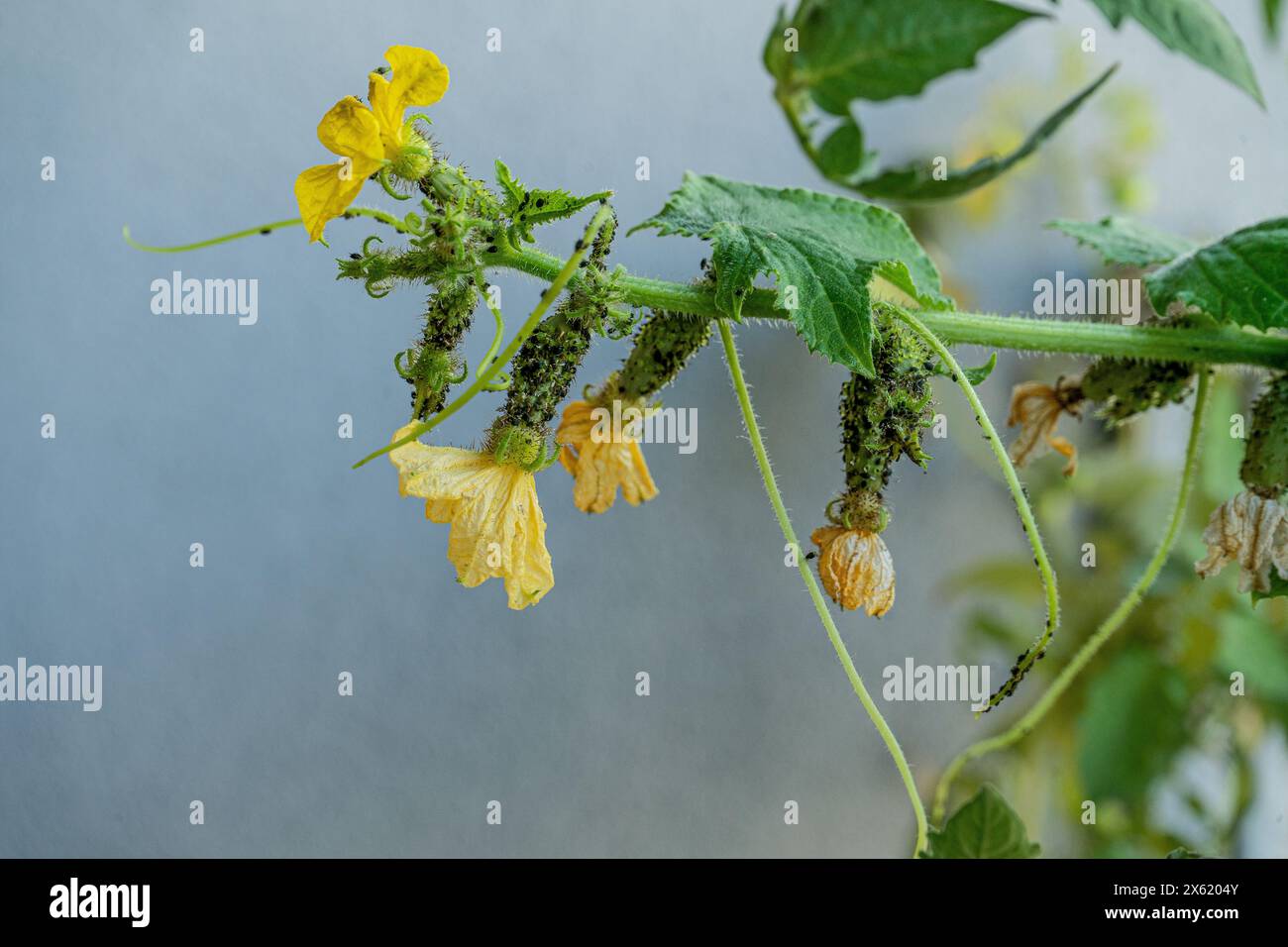 Black aphids on cucumbers. A harmful insect on the plant in the garden ...