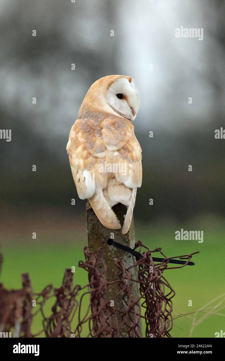 Wildlife at Tophill Low Nature Reserve Stock Photo - Alamy