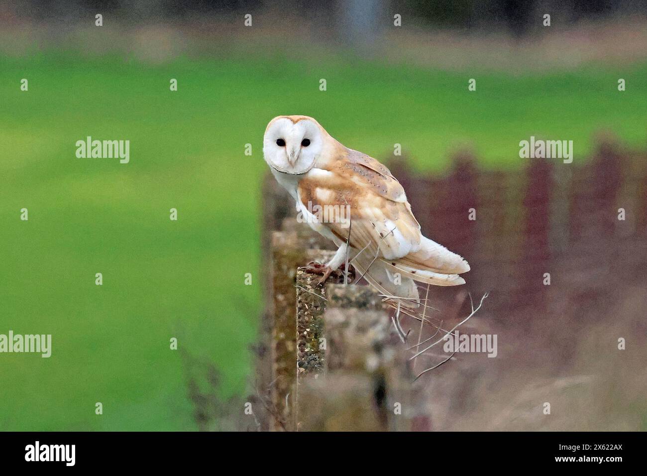 Wildlife at Tophill Low Nature Reserve Stock Photo - Alamy